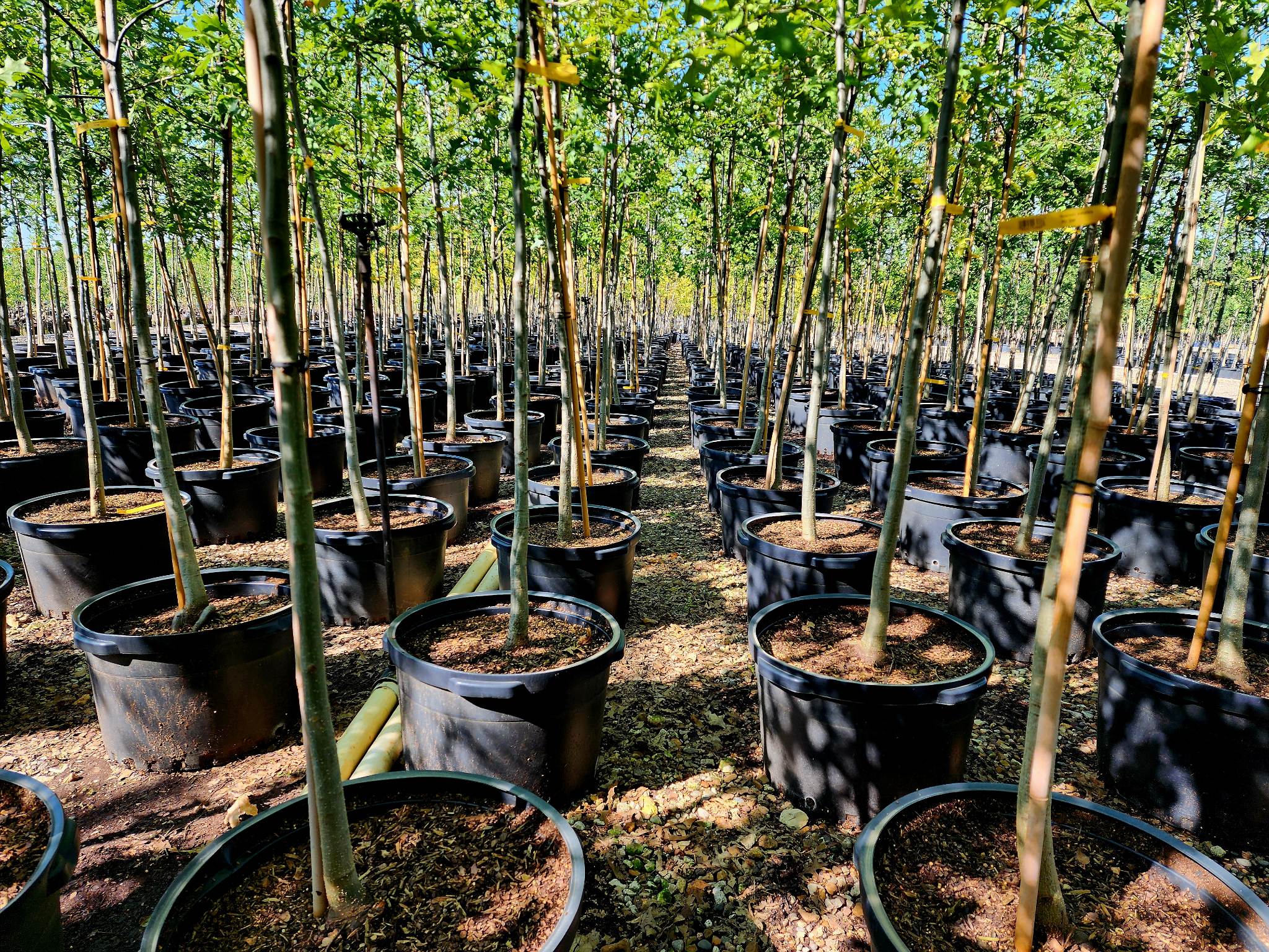 How to Choose the Right Tree for Your Yard – Coopers Tree and Lawn