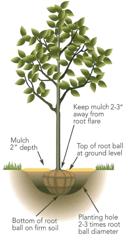 The Importance of Proper Tree Planting Techniques – Coopers Tree and Lawn