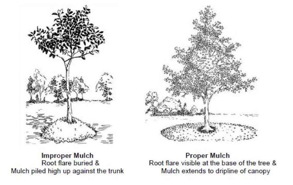 How to Mulch Around Your Trees for Optimal Health – Coopers Tree and Lawn